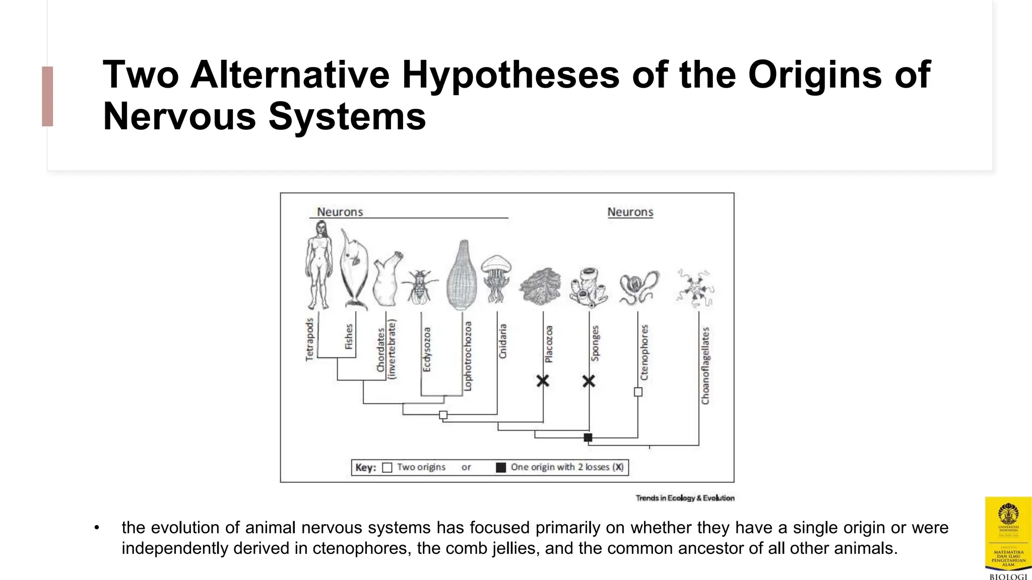 Animal Nervous System Animals To Education.pptx
