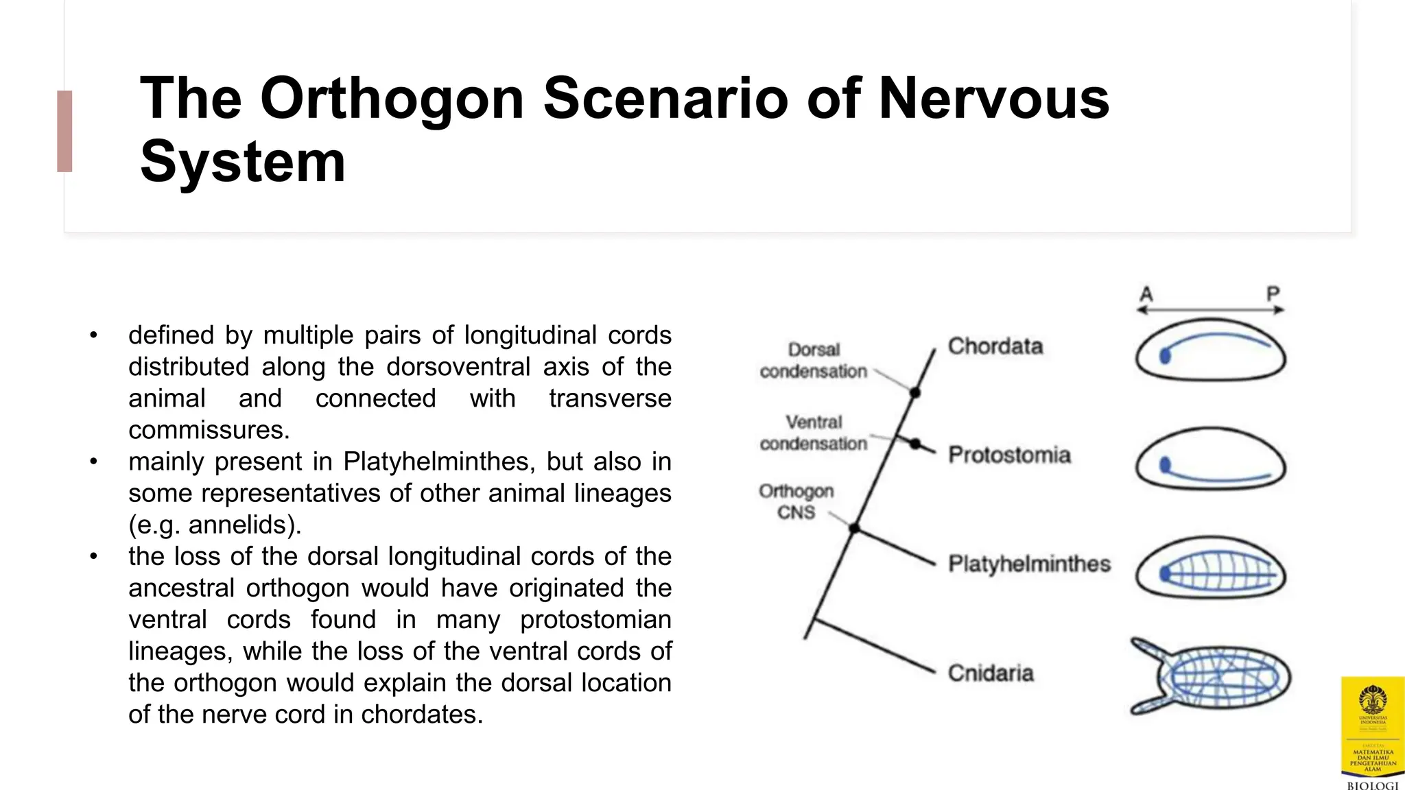 Animal Nervous System Animals To Education.pptx