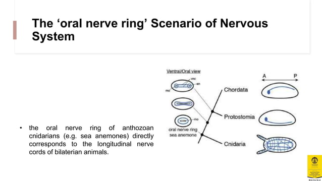 Animal Nervous System Animals To Education.pptx | Brain and Nervous ...