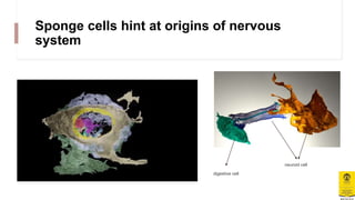 Animal Nervous System Animals To Education.pptx