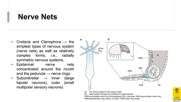 Animal Nervous System Animals To Education.pptx | Brain and Nervous ...