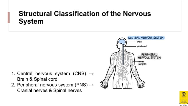 Animal Nervous System Animals To Education.pptx | Brain and Nervous ...