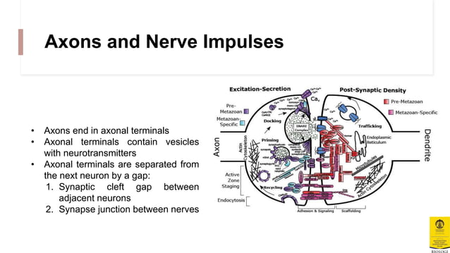 Animal Nervous System Animals To Education.pptx | Brain and Nervous ...
