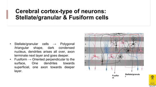 Animal Nervous System Animals To Education.pptx