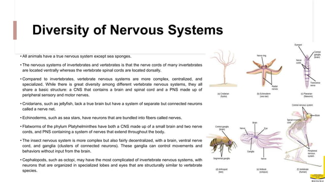 Animal Nervous System Animals To Education.pptx | Brain and Nervous ...