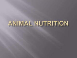 Animal nutrition | PPT