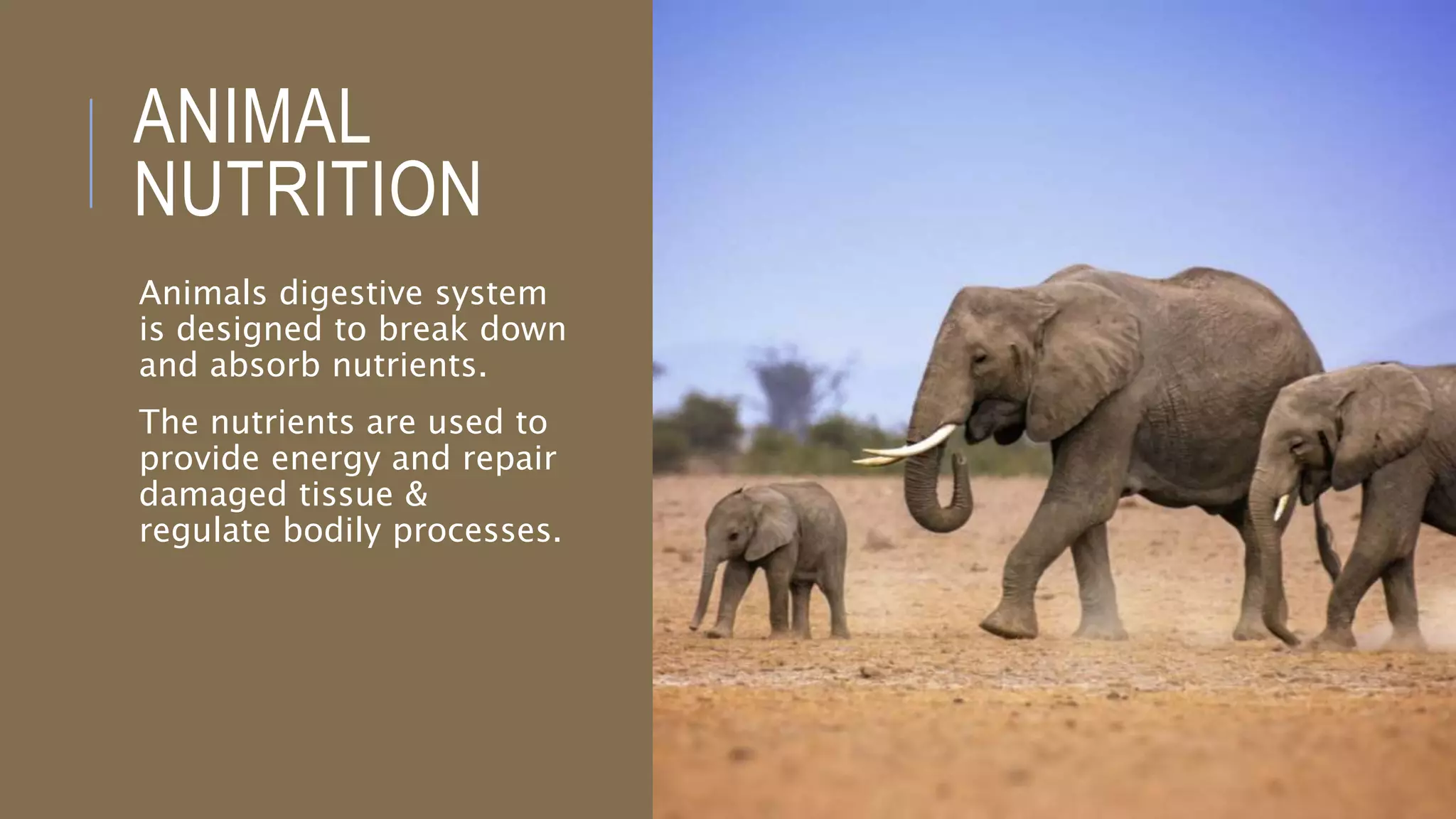 Animal nutrition | PPTX