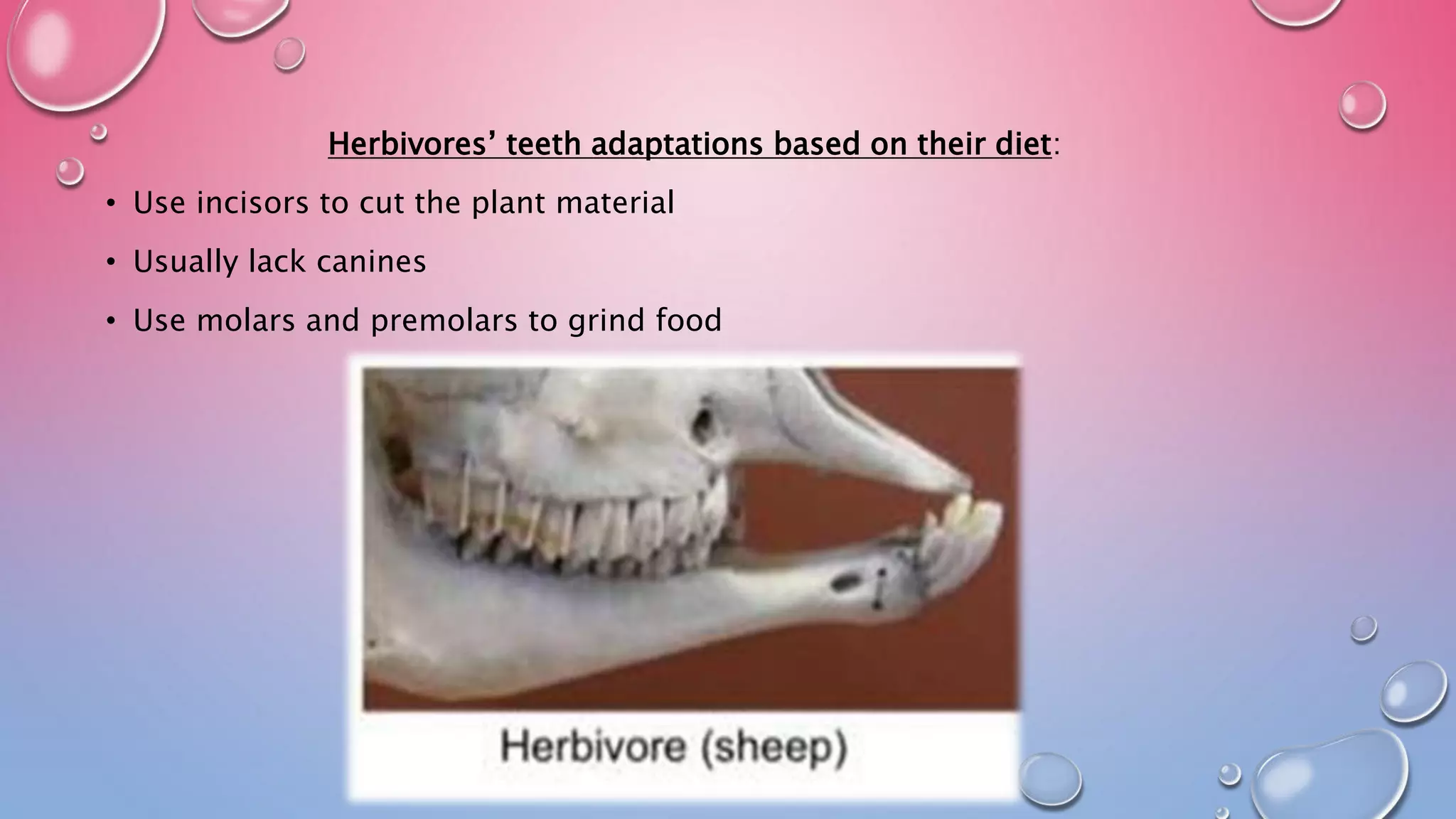 Animal nutrition.pptx