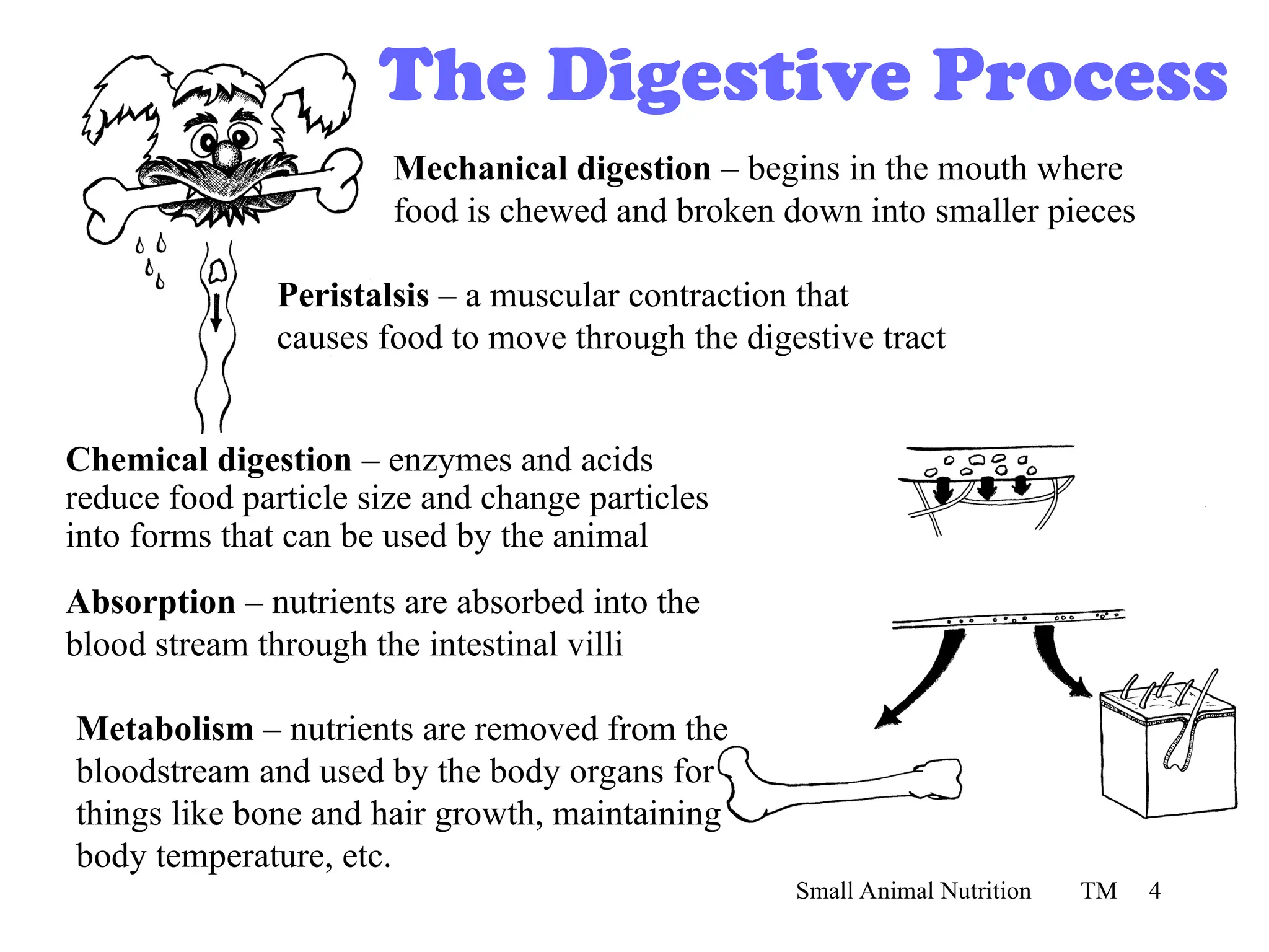 Animal Nutrition in Livestock Species and Ruminants | PPT