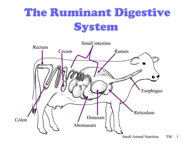 Animal Nutrition in Livestock Species and Ruminants | PPT