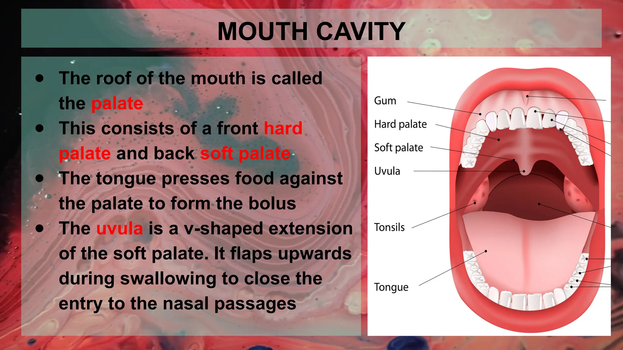 Animal Nutrition - Digestive System and Balanced Diet (1).pptx