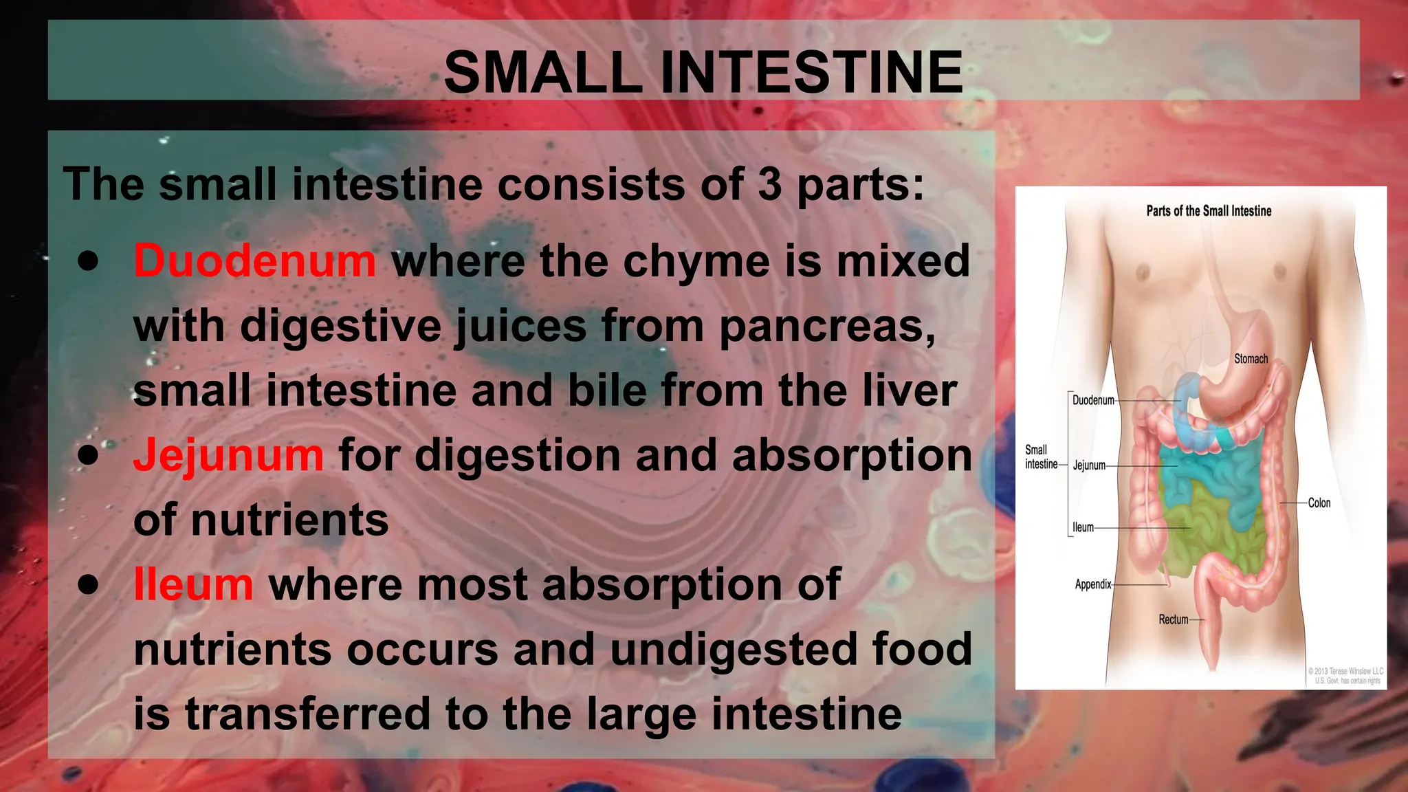 Animal Nutrition - Digestive System and Balanced Diet (1).pptx