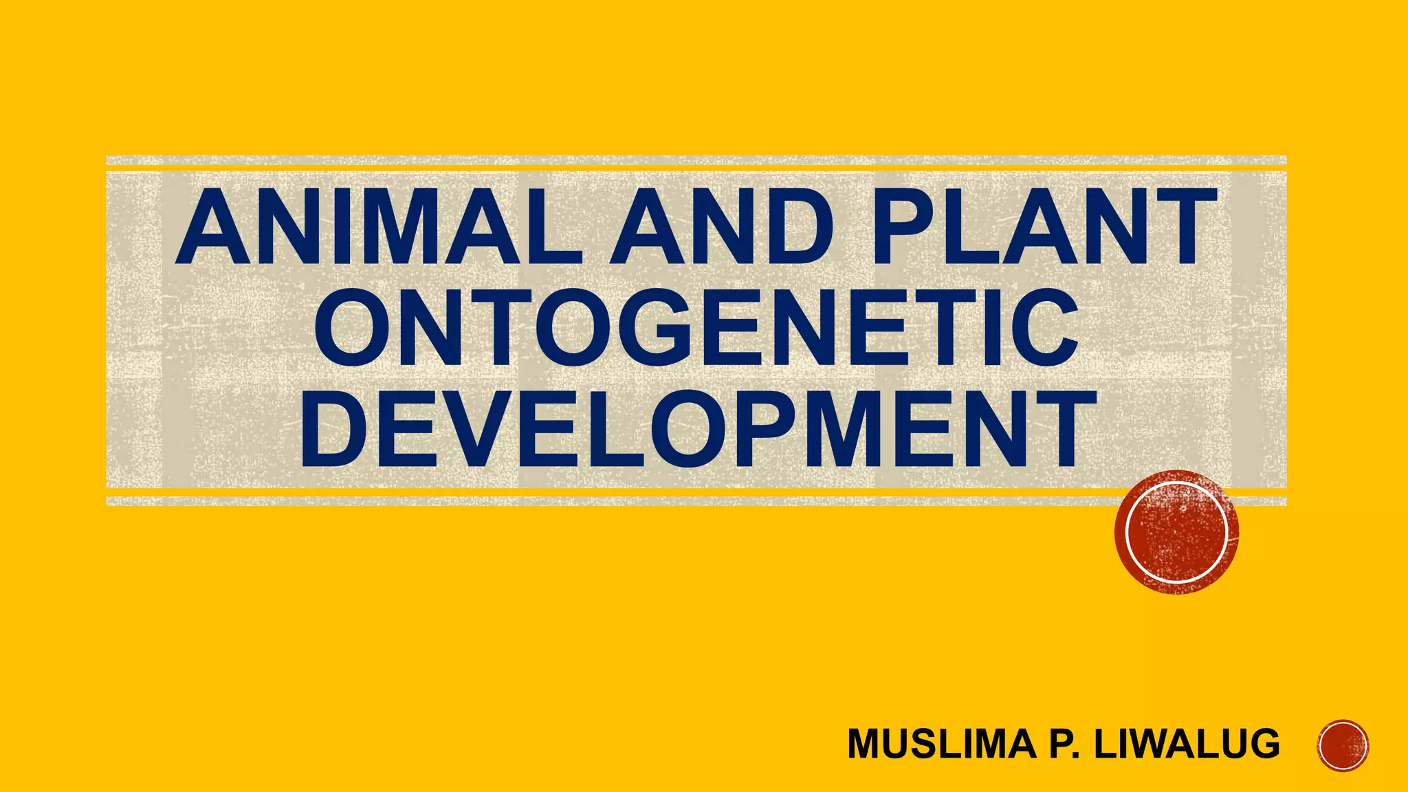 Ontogenetic Development of Drosophila | PPTX