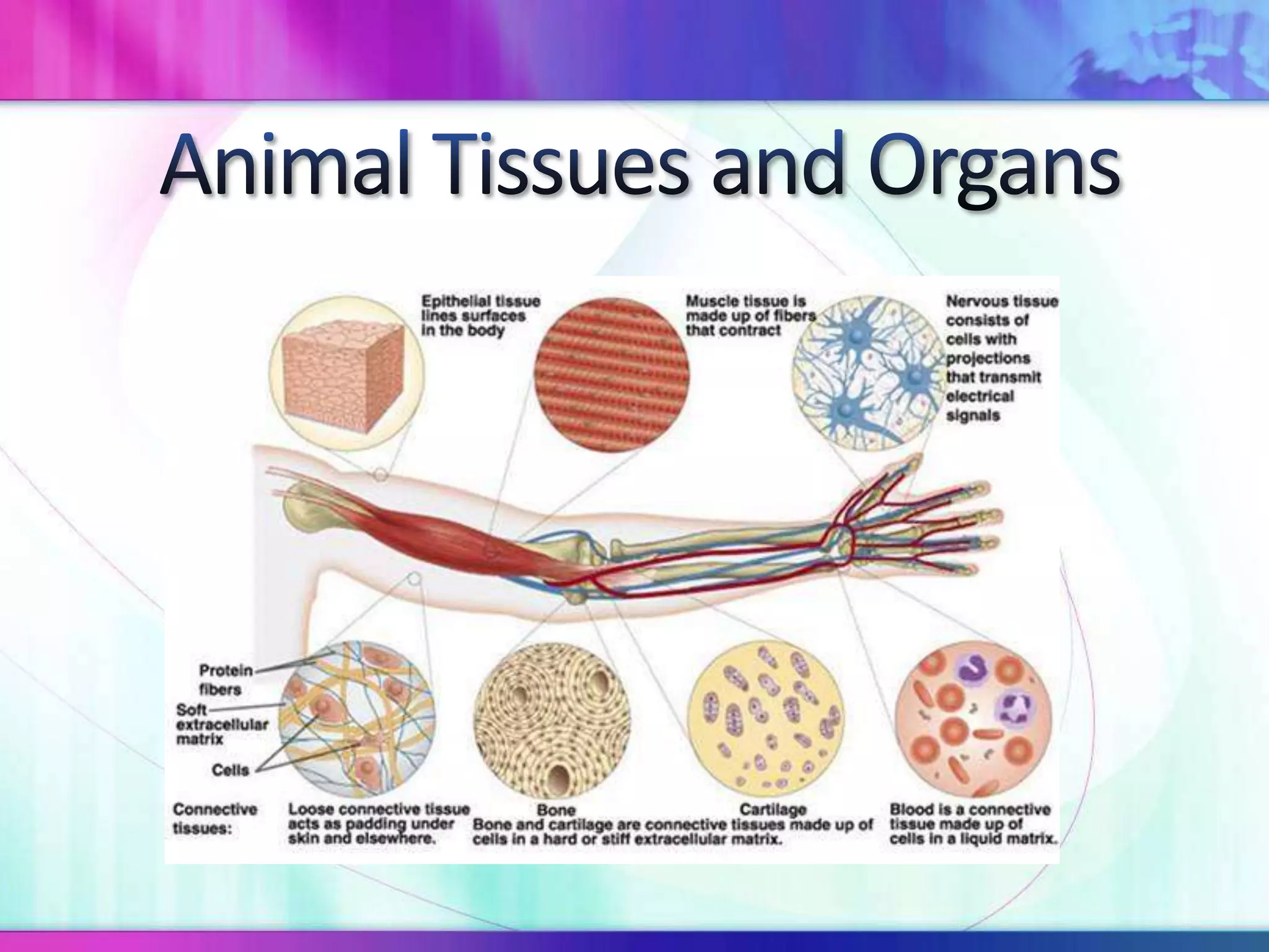 STPM Form 6 Biology Animal Organs and Tissues | PPTX