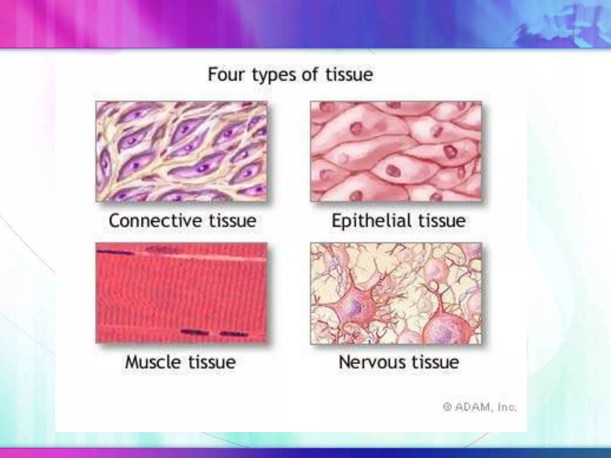 STPM Form 6 Biology Animal Organs and Tissues | PPTX