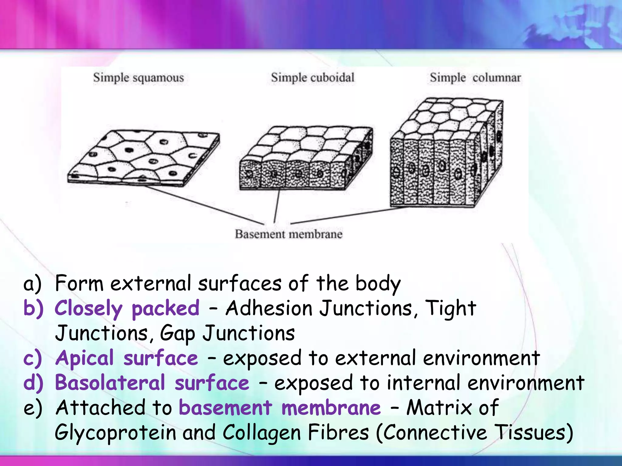 STPM Form 6 Biology Animal Organs and Tissues | PPTX