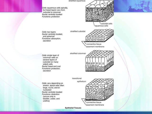 STPM Form 6 Biology Animal Organs and Tissues | PPTX | Biological ...