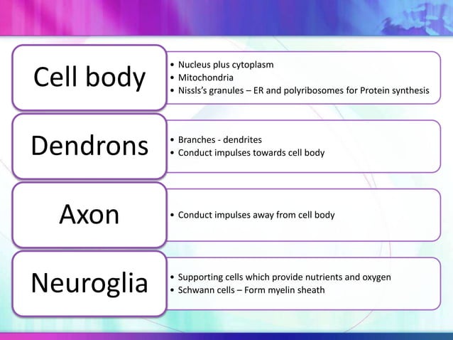 STPM Form 6 Biology Animal Organs and Tissues | PPTX | Biological ...