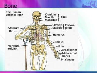 Endoskeleton Biology