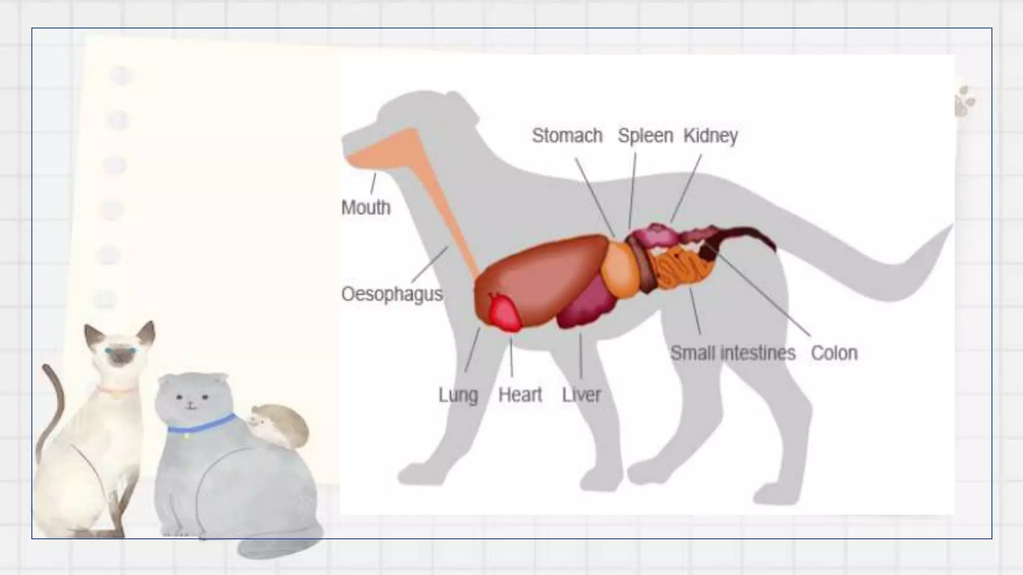 Animal Organ System.pptx