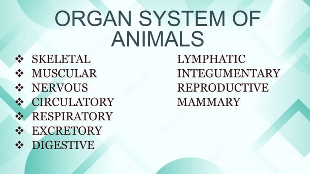Animal Organ System.pptx