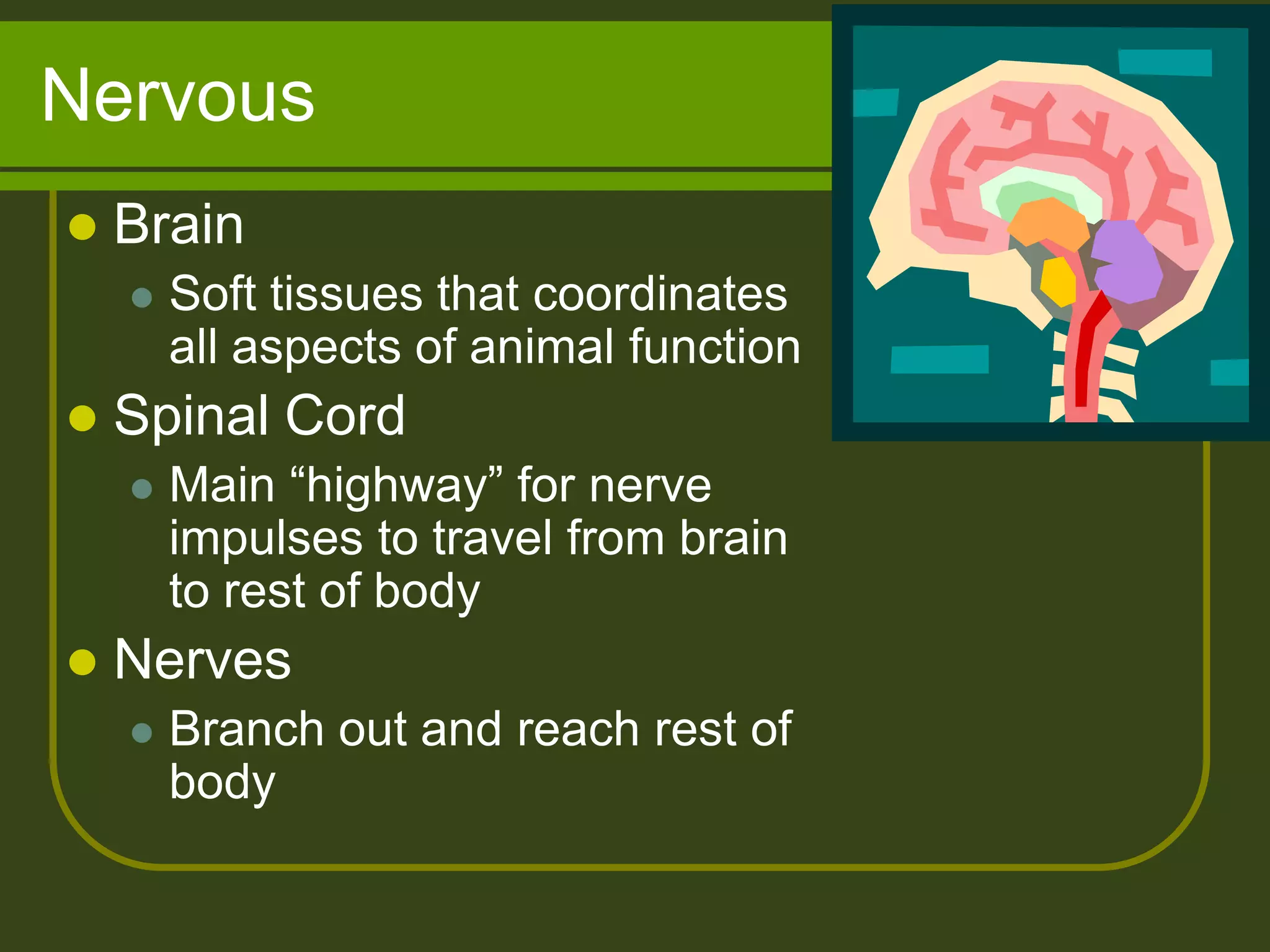 Organ System Of Animals And Their Function Ppt