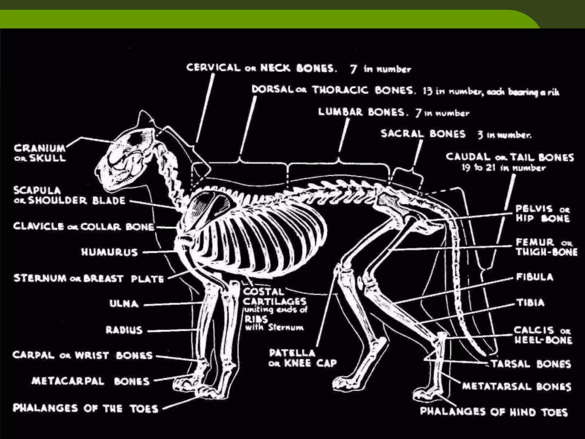 Animal organ systems | PPTX