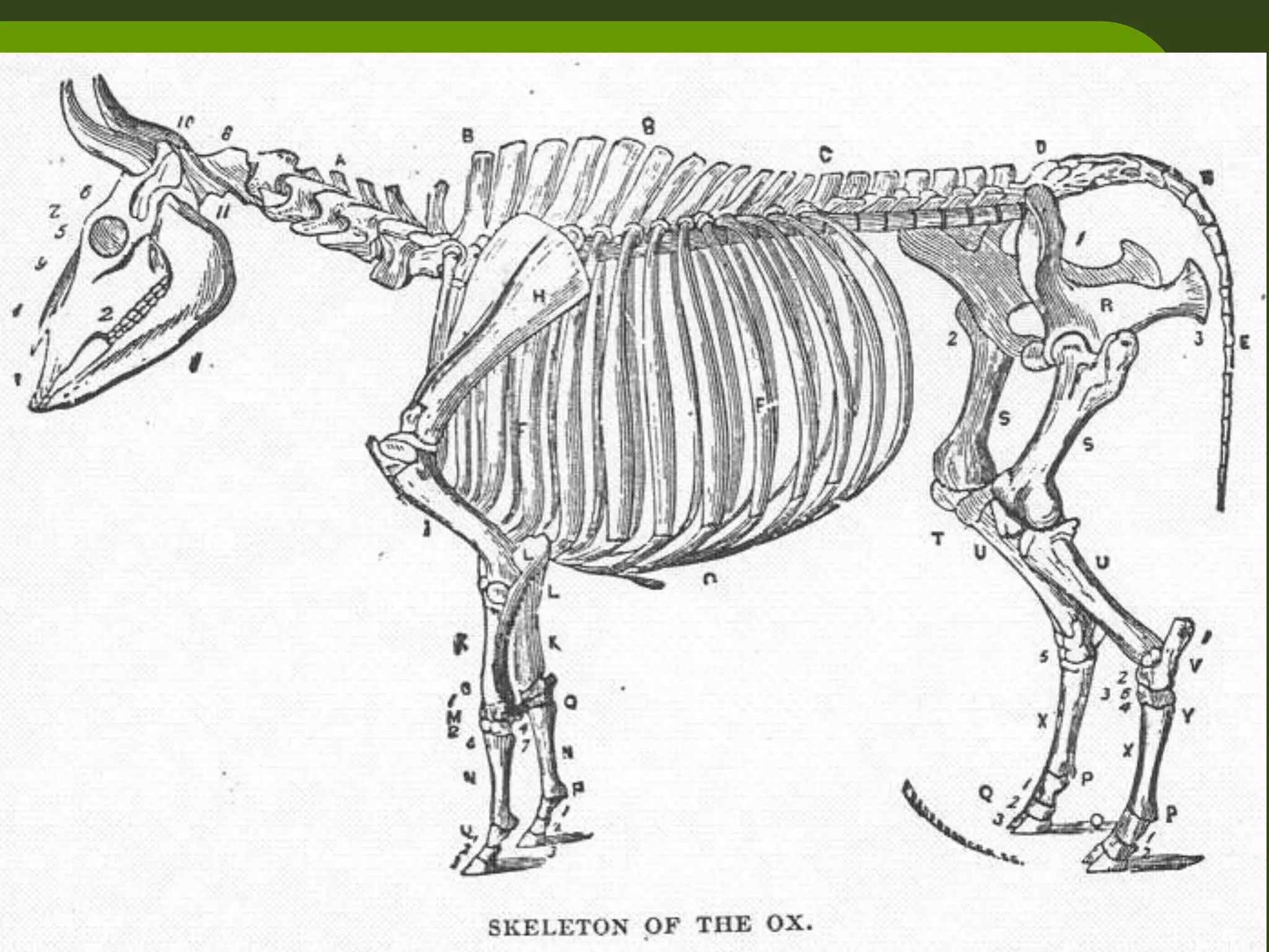 Animal organ systems | PPTX