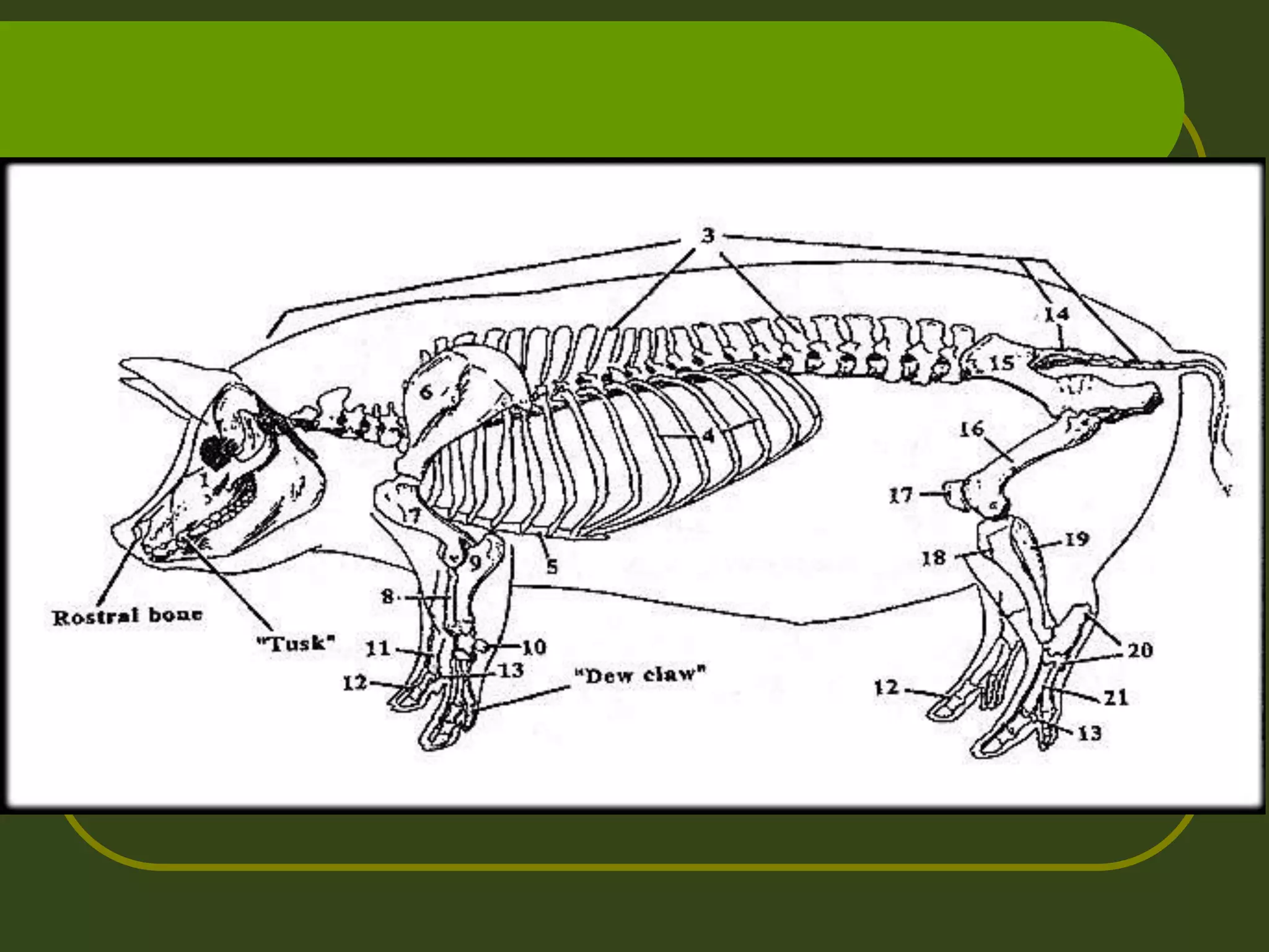 Animal organ systems | PPTX