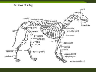 Animal organ systems | PPTX