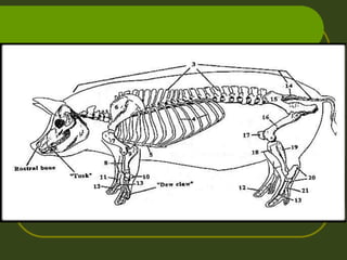 Organ System Of Animals