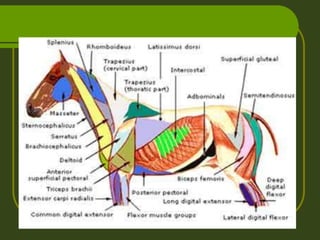Organ System Of Animals And Their Function