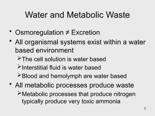 Animal Osmoregulation and excretion.pptx