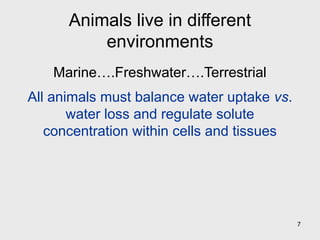 Animal Osmoregulation and excretion.pptx