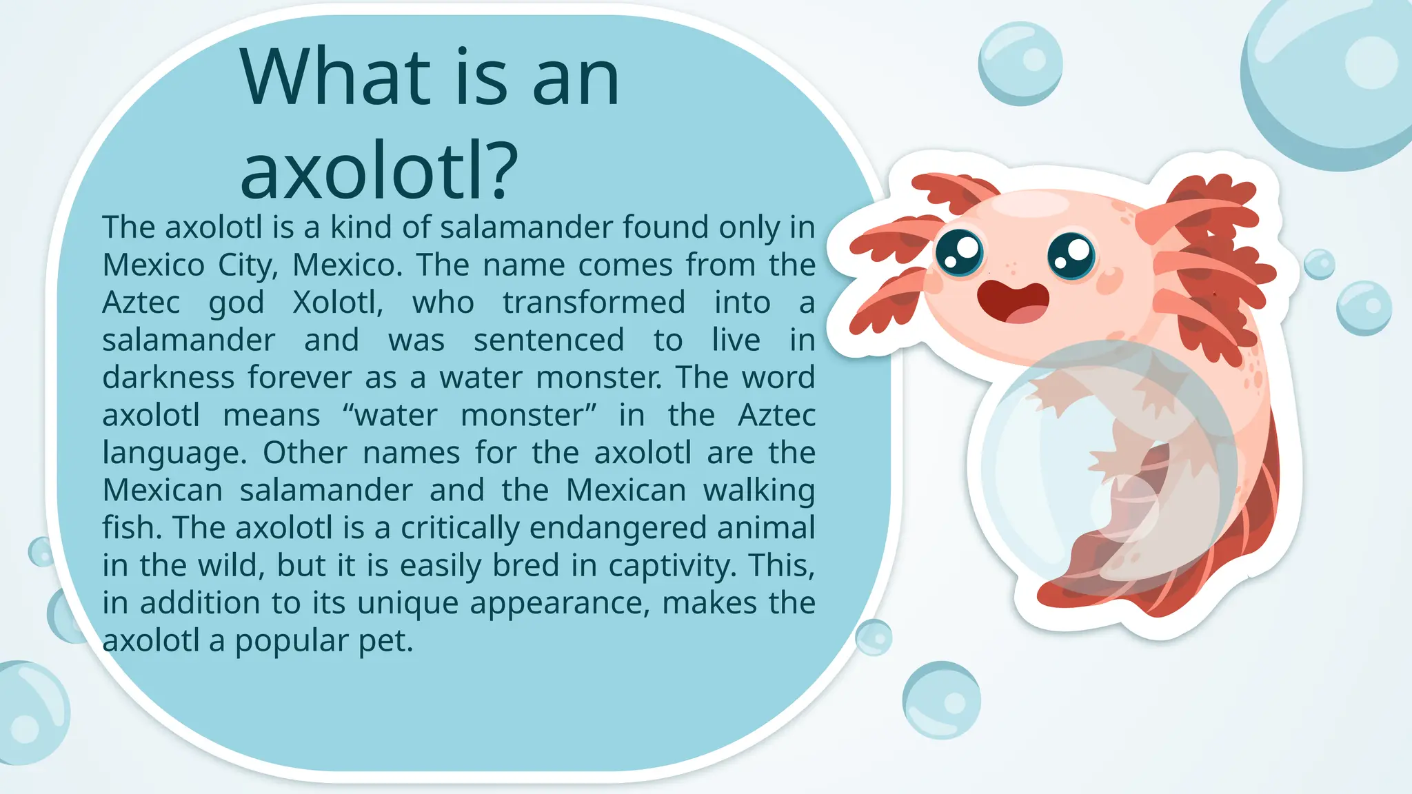 The axolotl is a kind of salamander found only in Mexico City, Mexico. The name comes from the ...