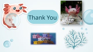 The axolotl is a kind of salamander found only in Mexico City, Mexico ...