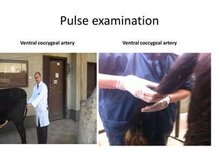 Animal parameters | PPTX