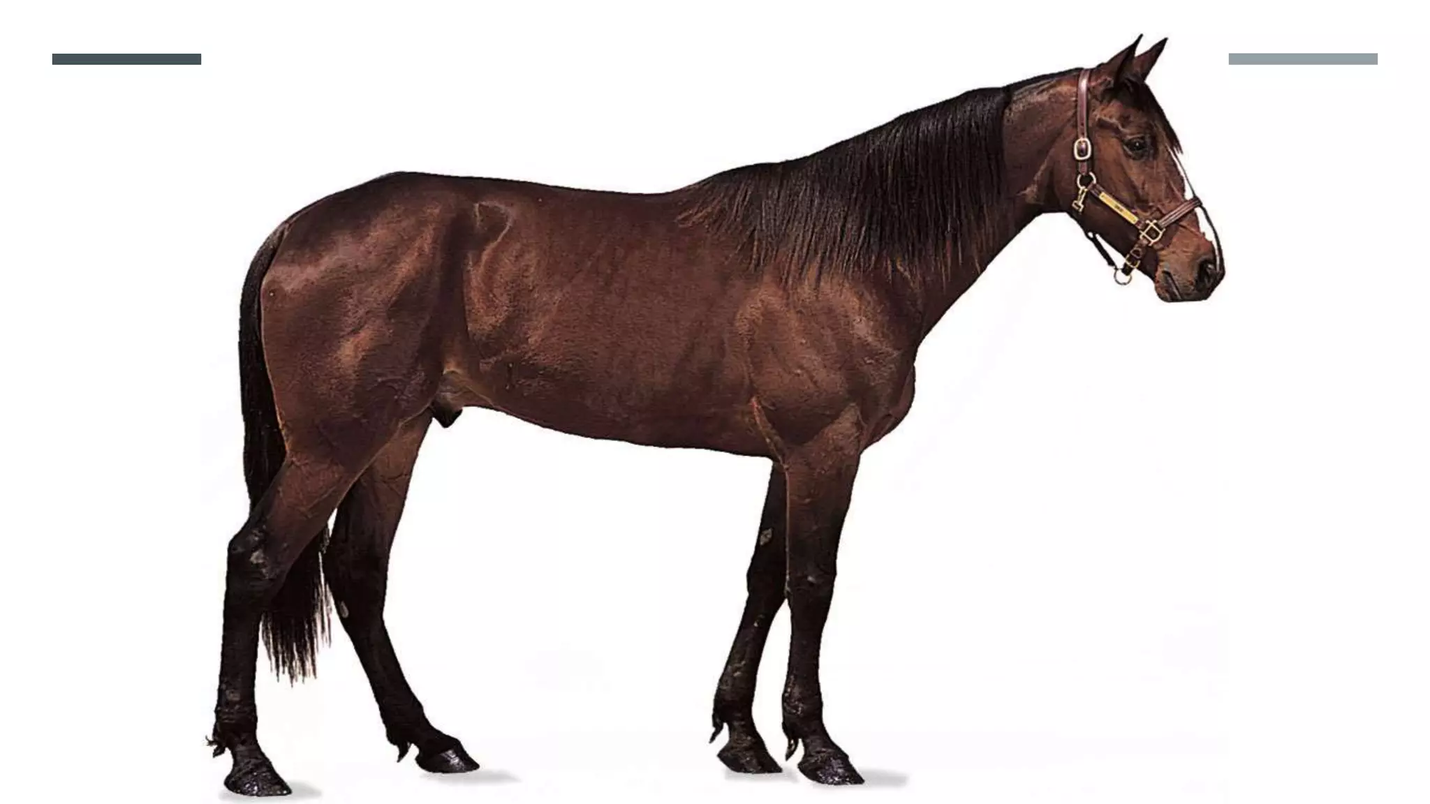 Animal parts of the body (2) | PPTX | Cats | Pets