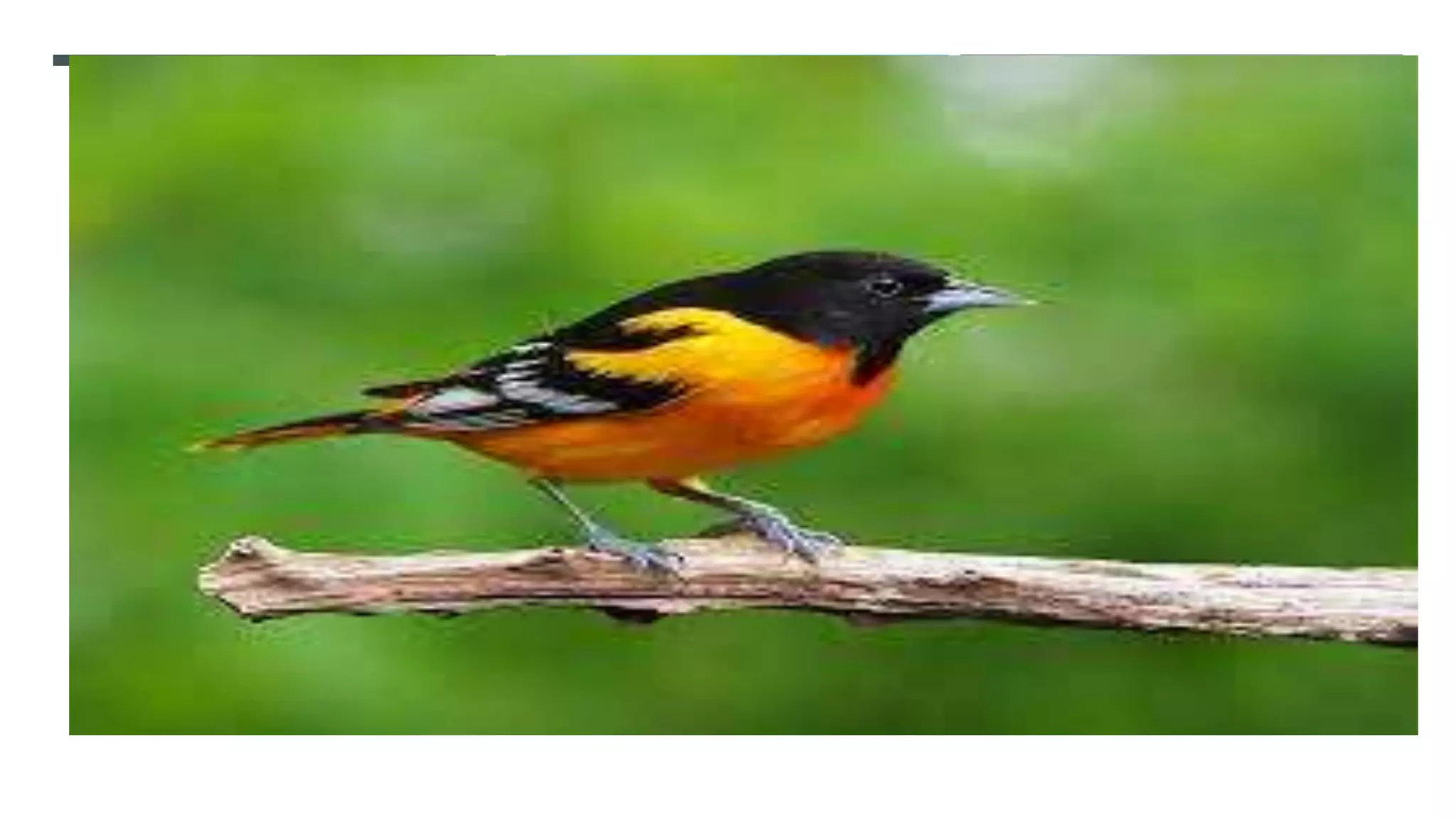 Animal parts of the body (2) | PPTX | Cats | Pets