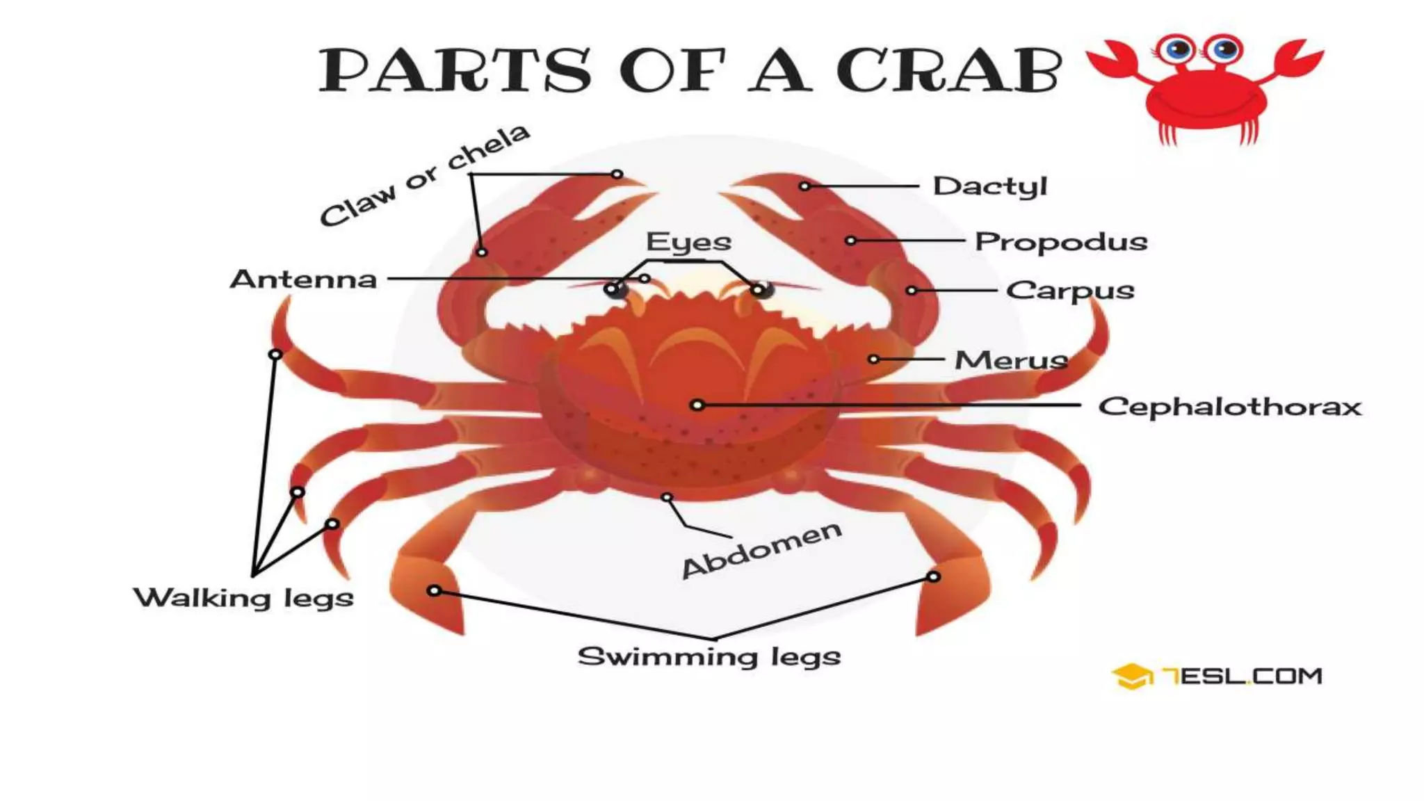 Animal parts of the body (2) | PPTX | Cats | Pets