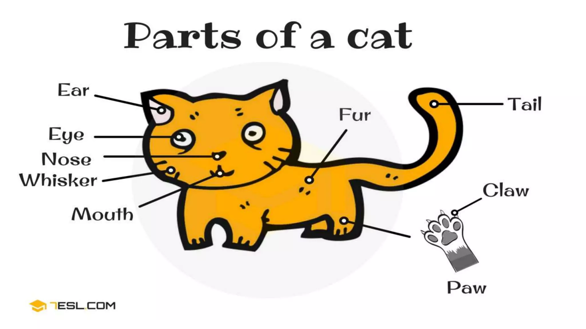 Animal parts of the body (2) | PPTX