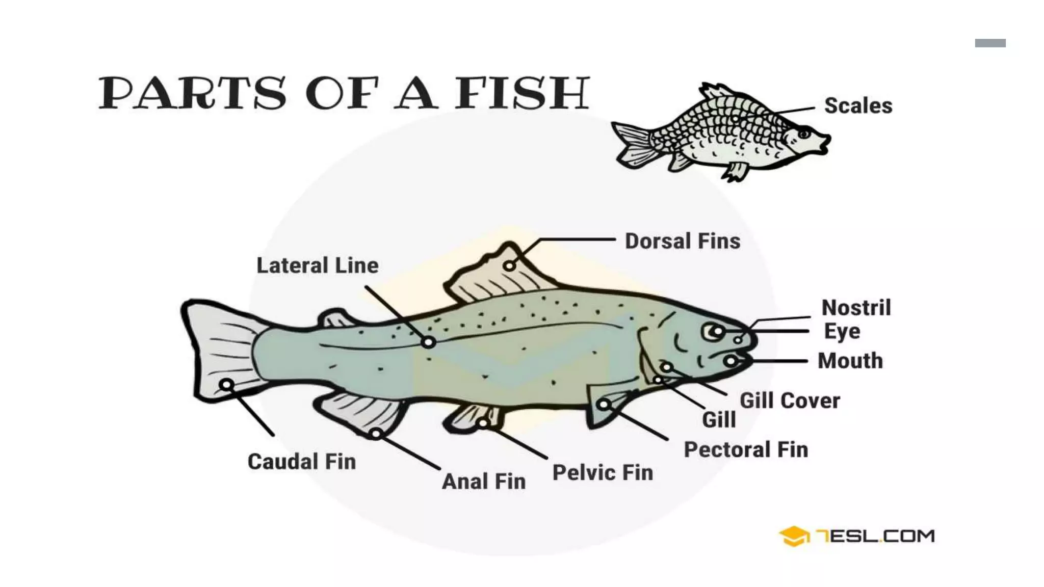 Animal parts of the body (2) | PPTX
