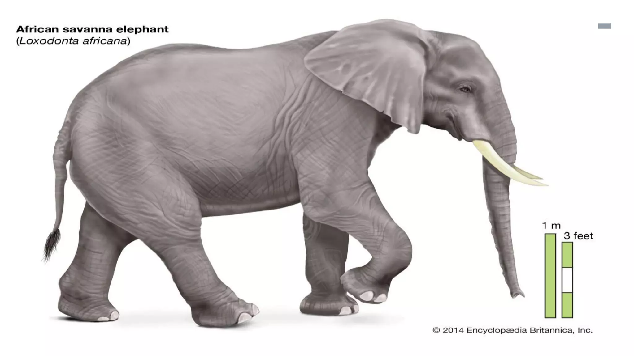 Animal parts of the body (2) | PPTX