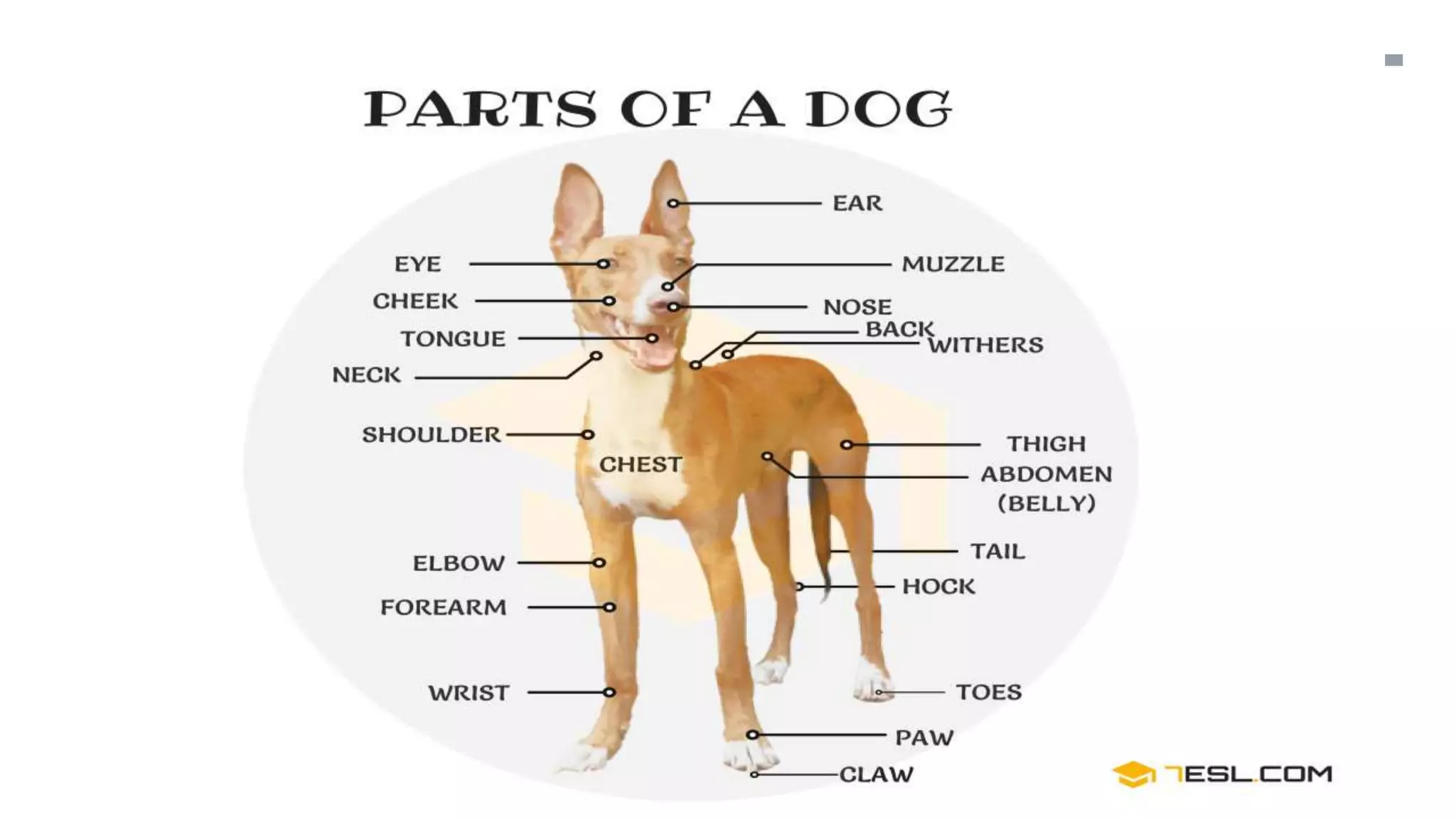 Animal parts of the body (2) | PPTX | Cats | Pets