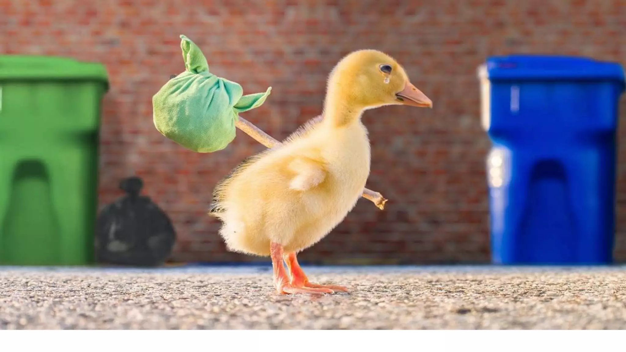 Animal parts of the body (2) | PPTX | Cats | Pets