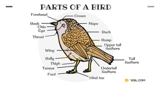 Animal parts of the body (2) | PPTX | Cats | Pets