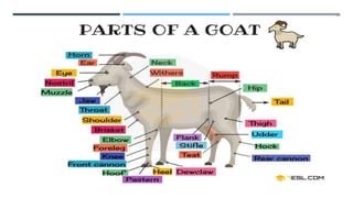 Animal parts of the body (2) | PPTX