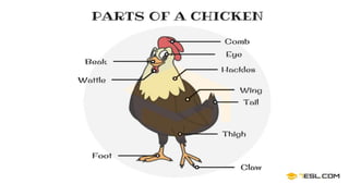 Animal parts of the body (2) | PPTX