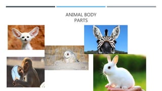 Animal parts of the body (2) | PPTX | Cats | Pets