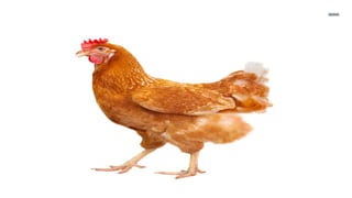 Animal parts of the body (2) | PPTX